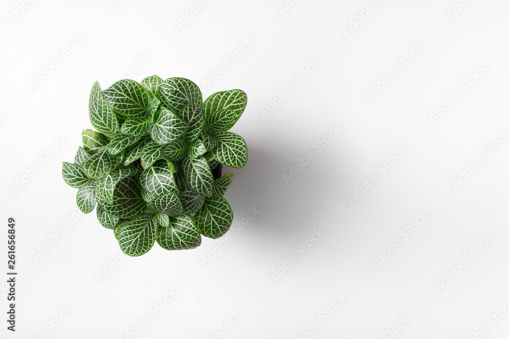 Top view plant in pot isolated on white desk background Stock Photo ...