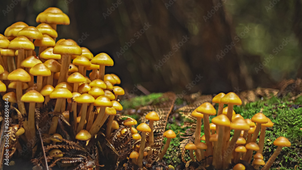 yellow fungi growing in the tasmanian tarkine rain forest Stock Photo ...