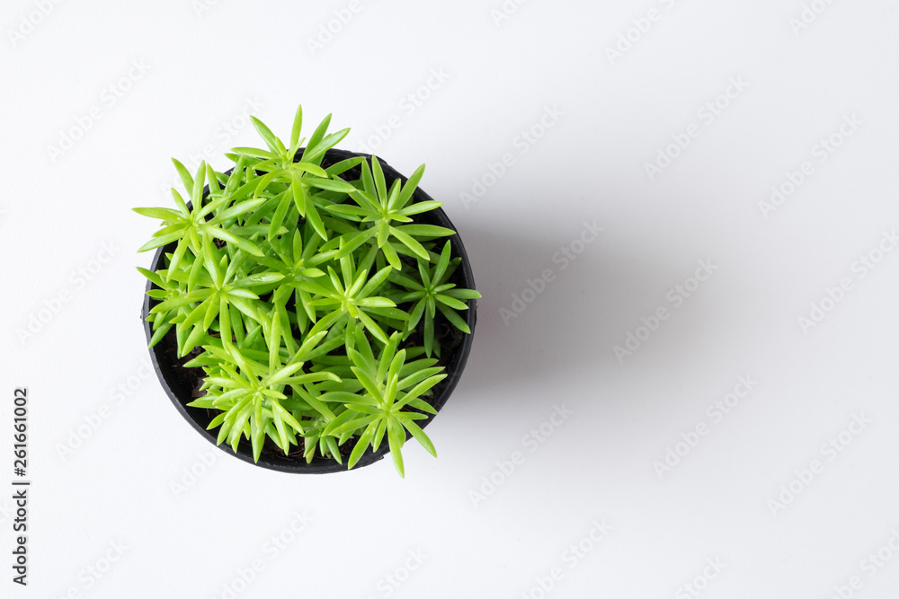 Top view small tree plant in pot isolated on white desk background ...