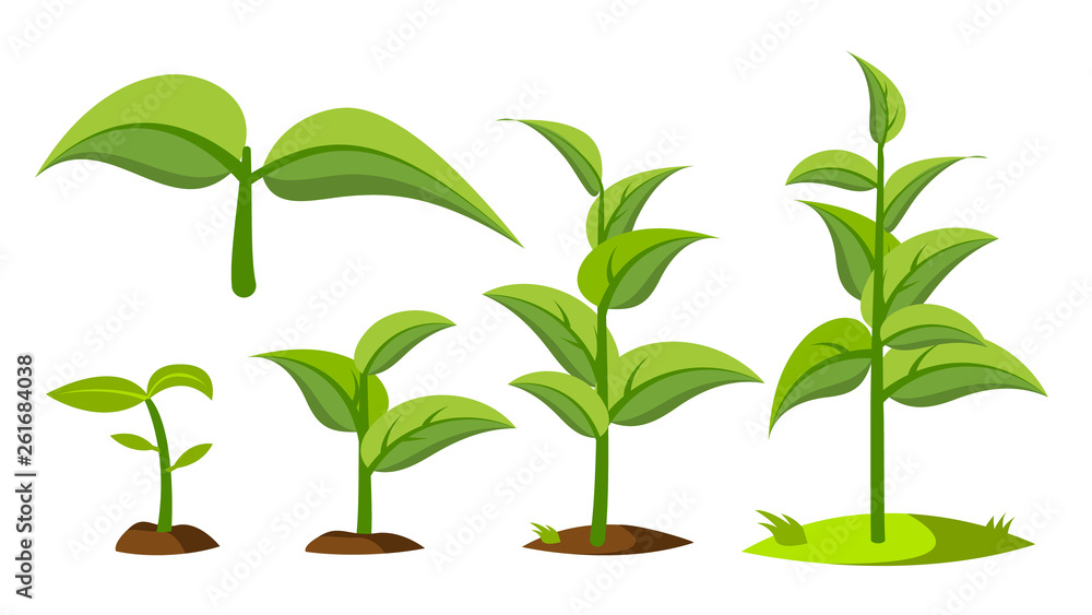Saplings, Sprouts Growth Stages Vector Drawings Set. Green Saplings ...