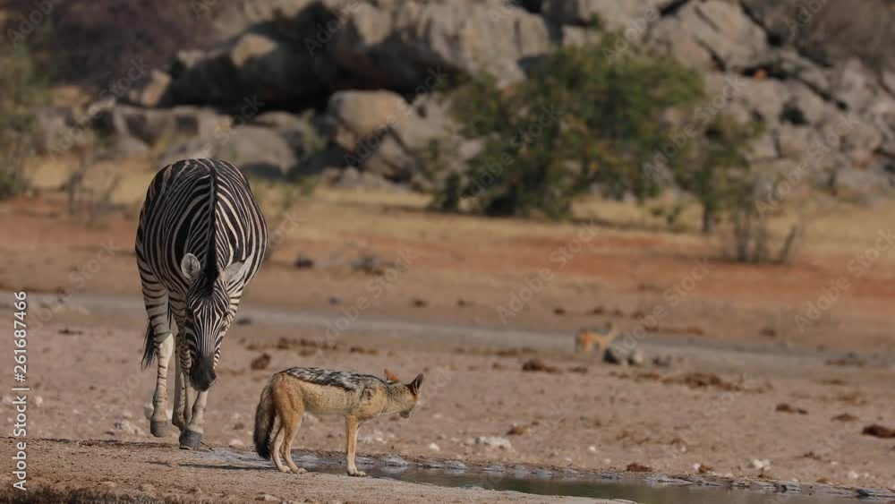 Zebra Drinking Water