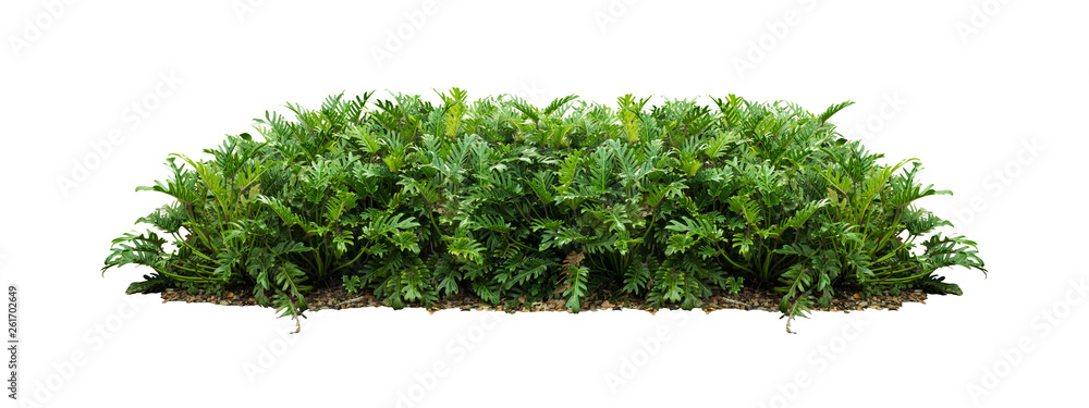 plant bush tree isolated with clipping path Stock Photo | Adobe Stock