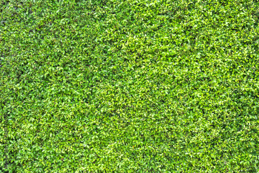 Green Plant Wall at Virginia Ertel blog