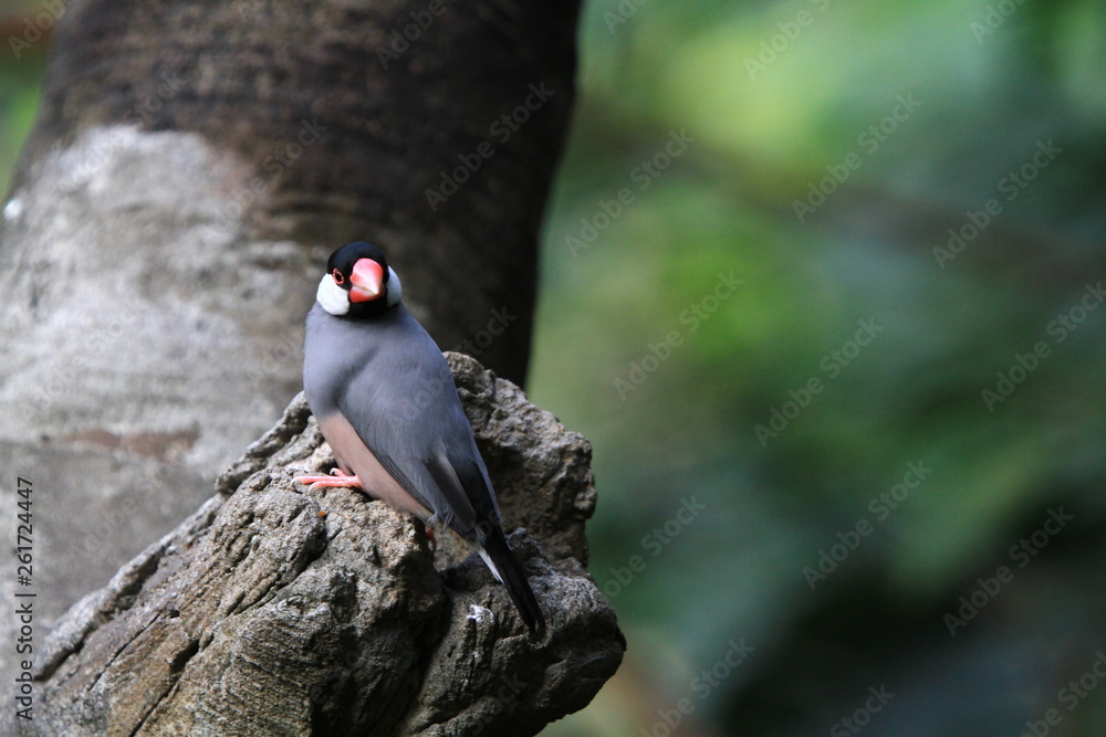 the Java rice sparrow. at hk park Stock Photo | Adobe Stock