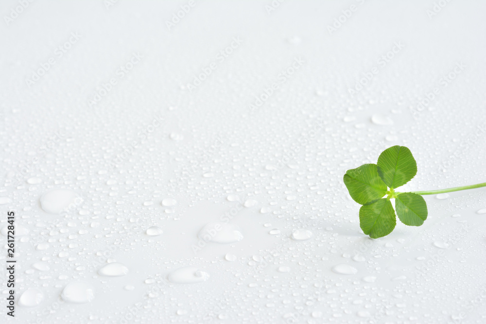Four leaf clover with water drops Stock Photo | Adobe Stock