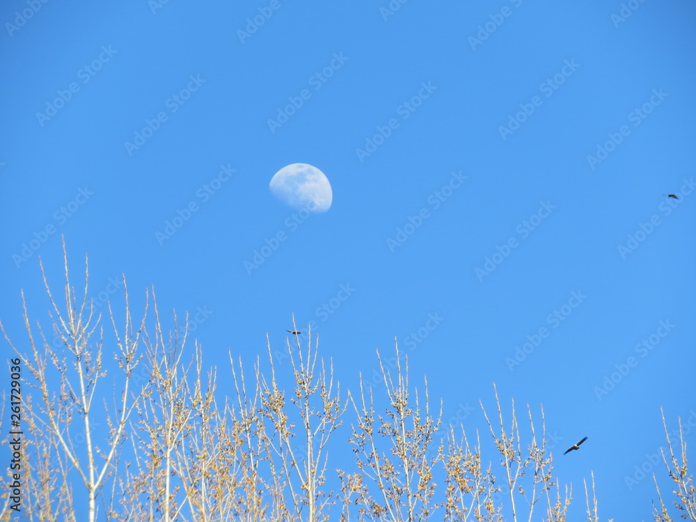 Vultures flying around the moon impressive and spectacular Stock Photo ...