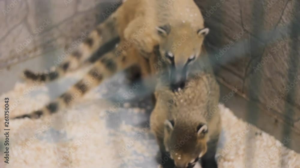 animals mating sex nature Stock Video | Adobe Stock