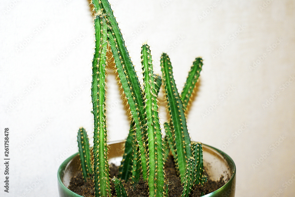 Long Cactus
