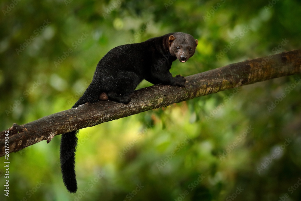 Tayra, Eira barbara, omnivorous animal from the weasel family. Tayra ...