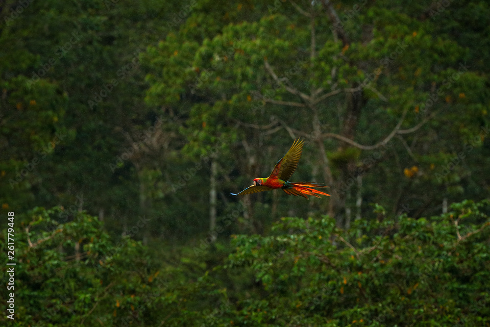 Red hybrid parrot in forest. Macaw parrot flying in dark green ...