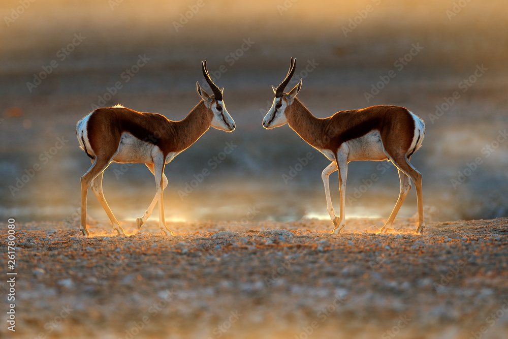 Springbok Antelope