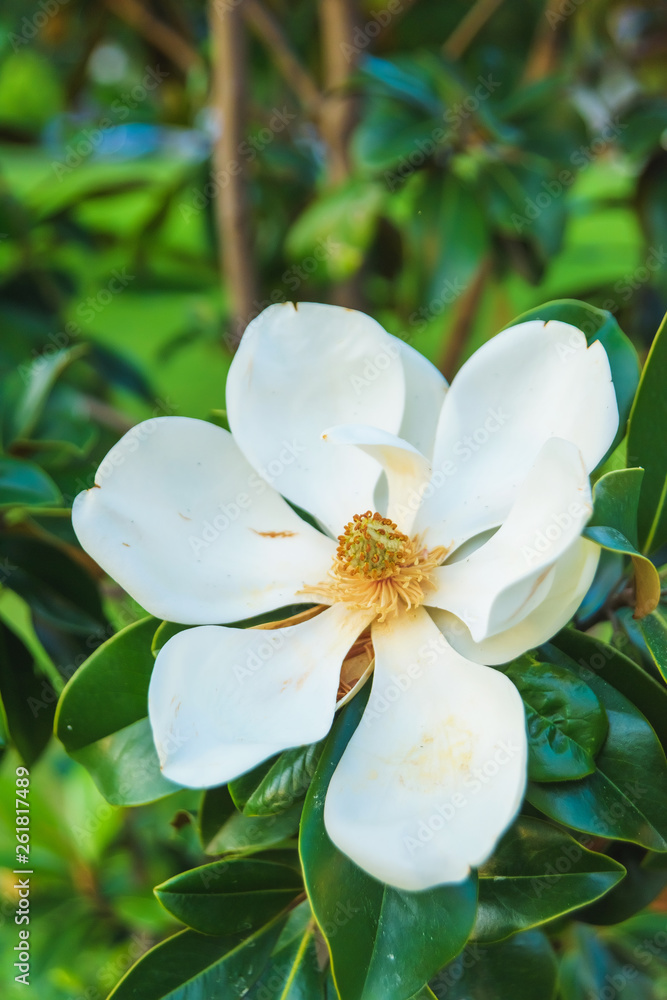 Magnolia Grandiflora Tree