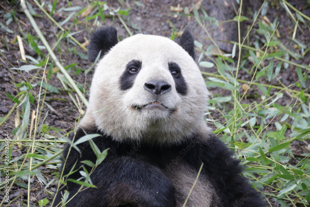 Funny Panda Face