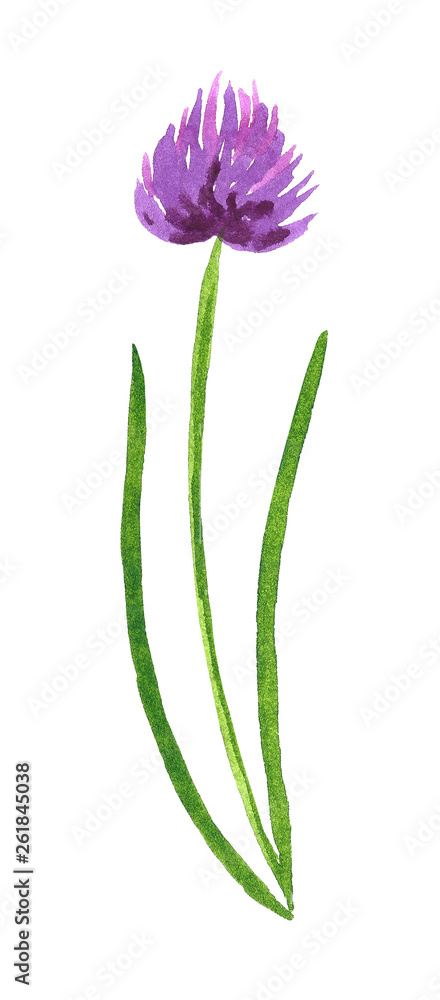 Chives Illustration