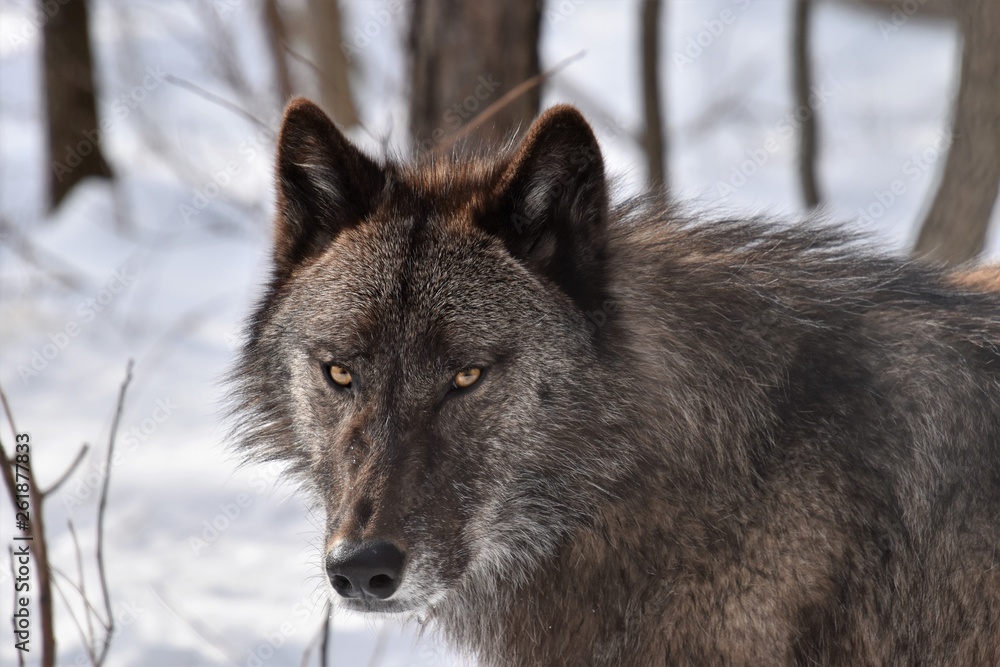 British Columbian Wolf
