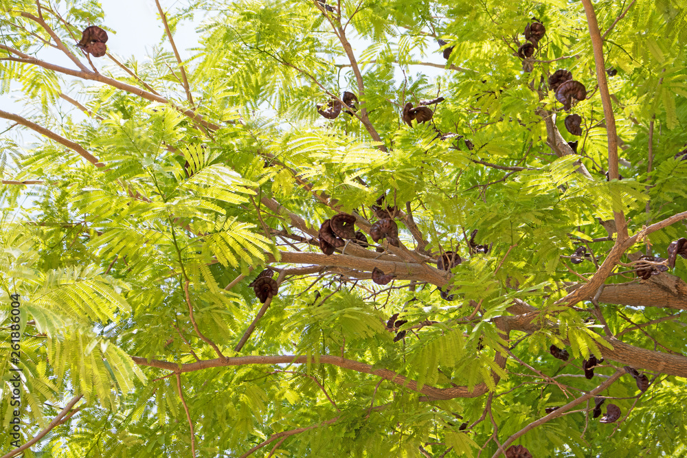 Semillas Guanacaste Parota Stock Photo | Adobe Stock
