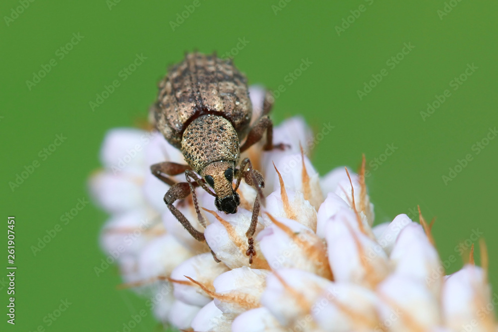 Broad-nosed ground weevil, Barynotus obscurus, resting on snakeweed ...