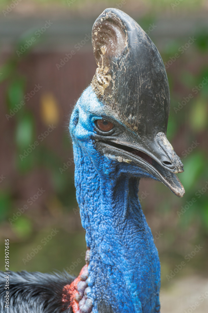 Southern cassowary, Casuarius casuarius, also known as double-wattled ...