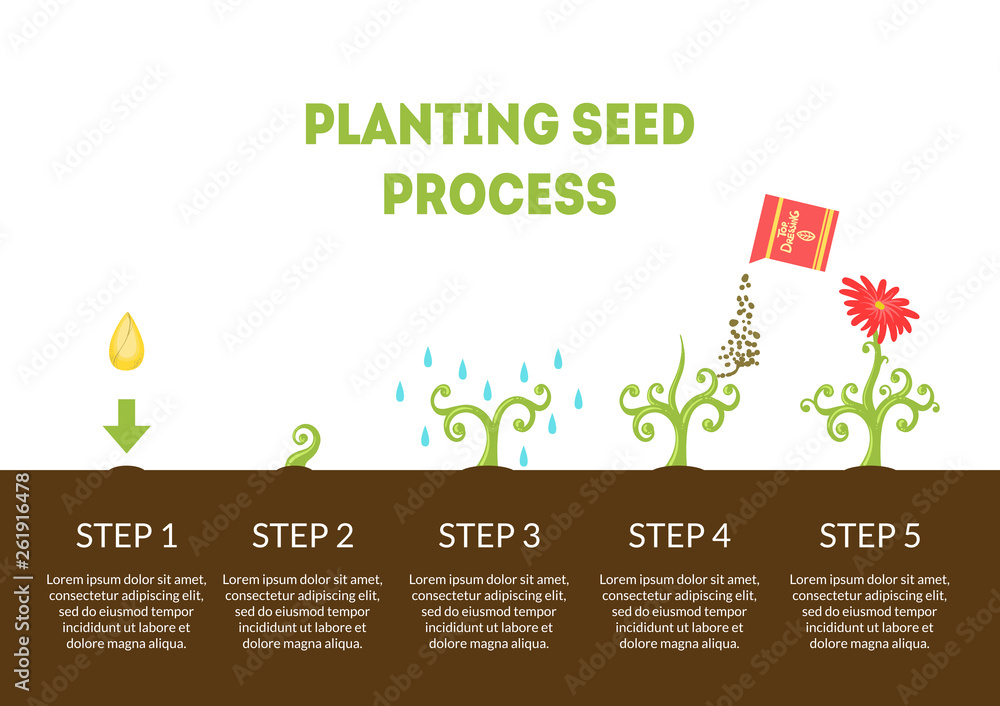 Planting Seed Process Banner, Stages of Growth of Flower from Seed ...