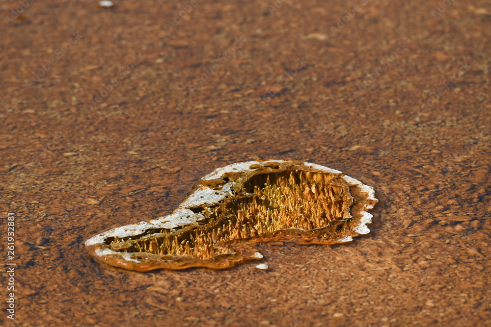 Geyser in grand prismatic spring Basin in Yellowstone National Park in ...