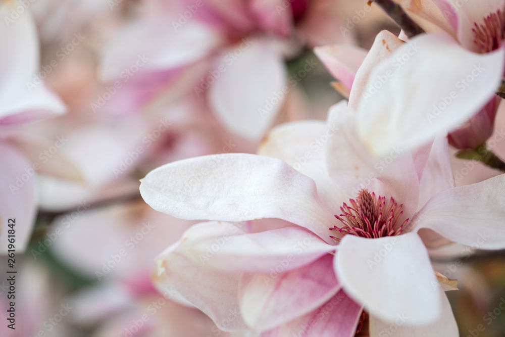 Gorgeous white magnolia tree wall mural wallpaper | Muraledesign.com