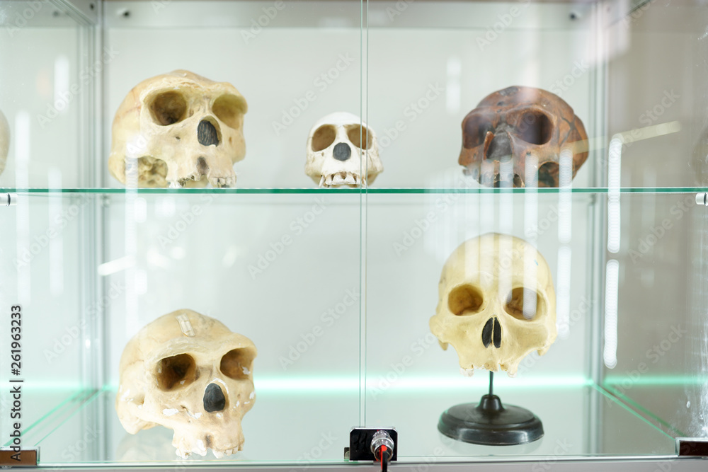 Skulls human anatomy . part of human body on light background. medical ...