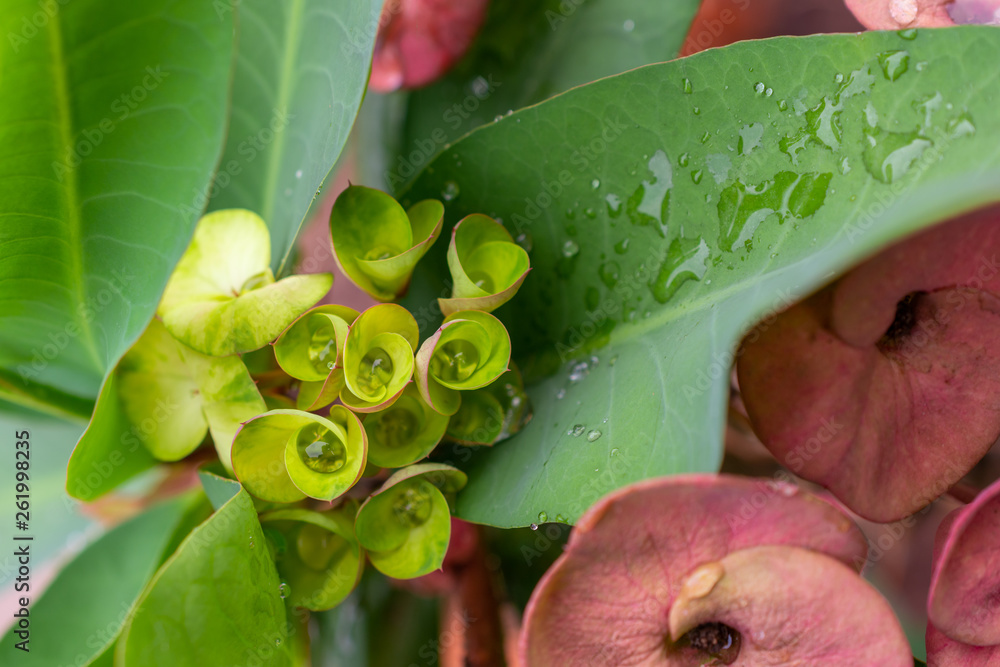 Flower Center Texture