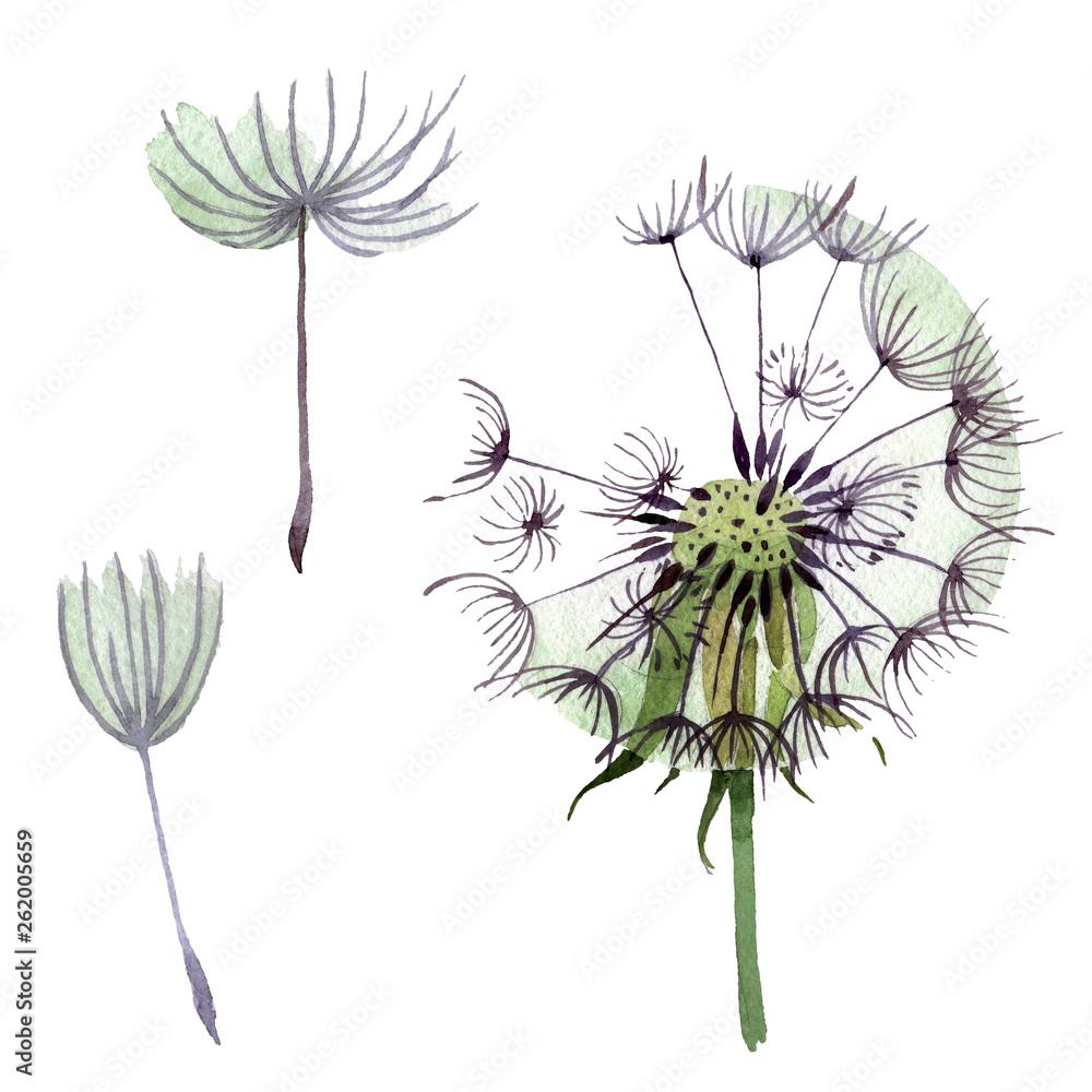 Dandelion blowball with seeds. Watercolor background illustration set ...