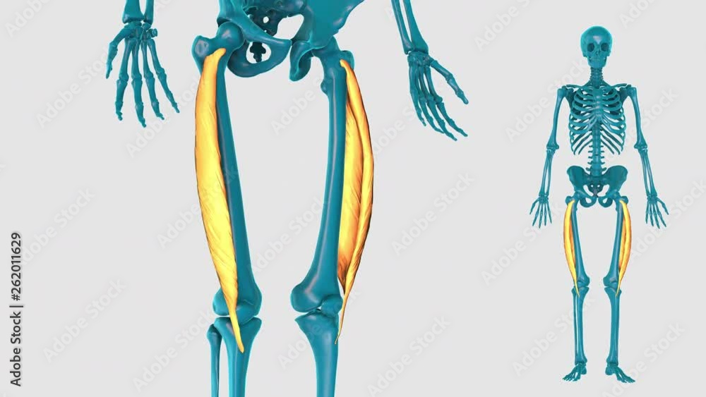 Vastus lateralis- on a white background-3D HUMAN MUSCLE ATLAS Stock ...