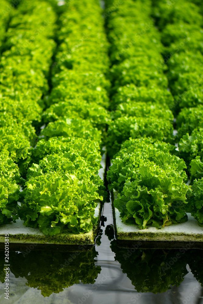 Stunning Best Hydroponic System For Lettuce Photos