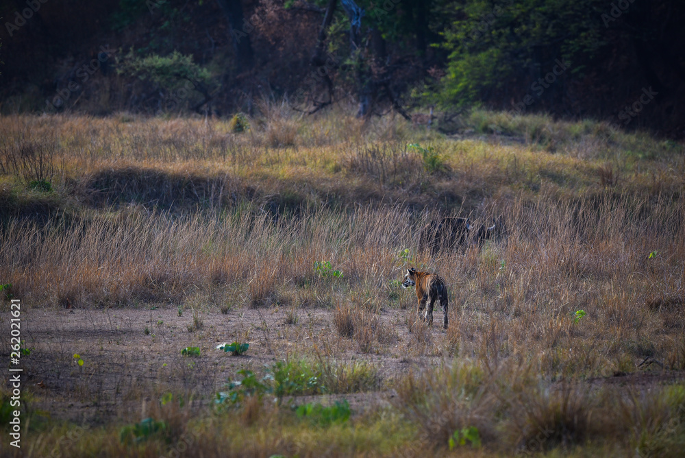 Foto de A face off between a wild bengal tiger (panthera tigris) and ...