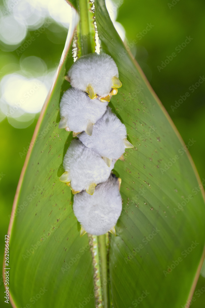 Honduran white bat (Ectophylla alba), also called the Caribbean white ...