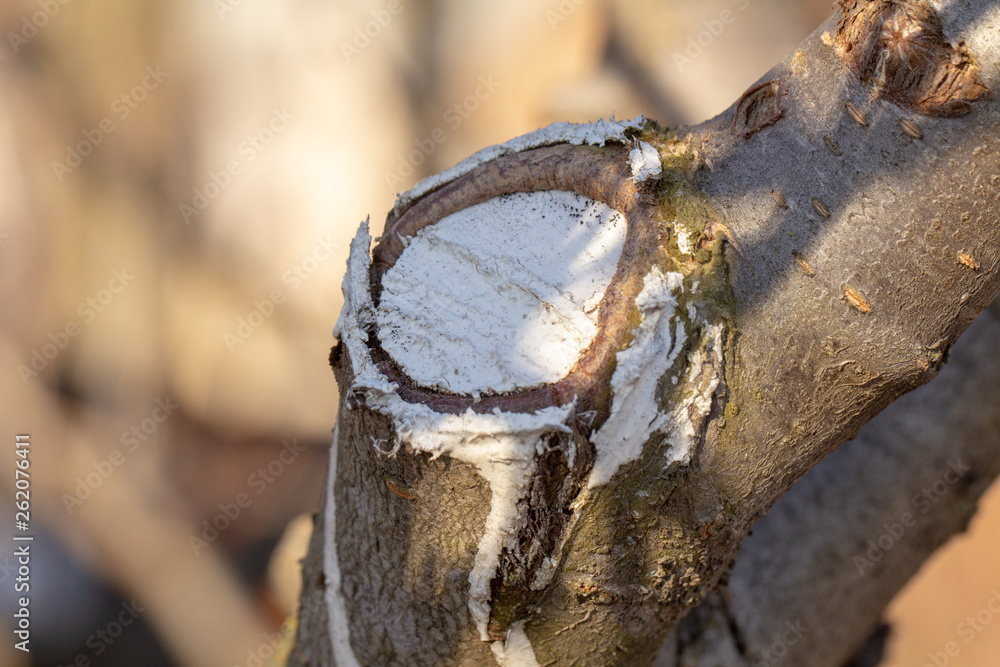The process of healing a wound on a fruit tree Stock Photo | Adobe Stock