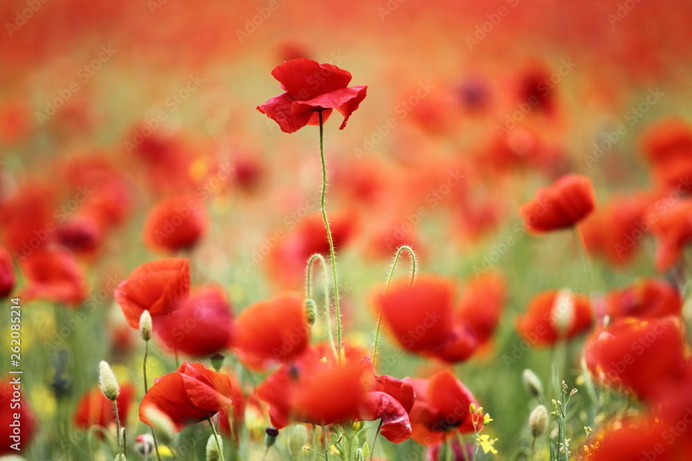 Pflanzen farbenfrohes rot grünes Mohnfeld Mohnblühte, Kornfeld mit viel ...