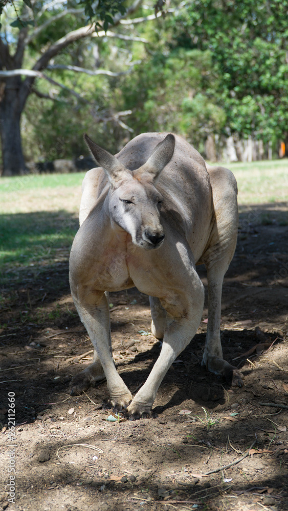 Muscular Kangaroo