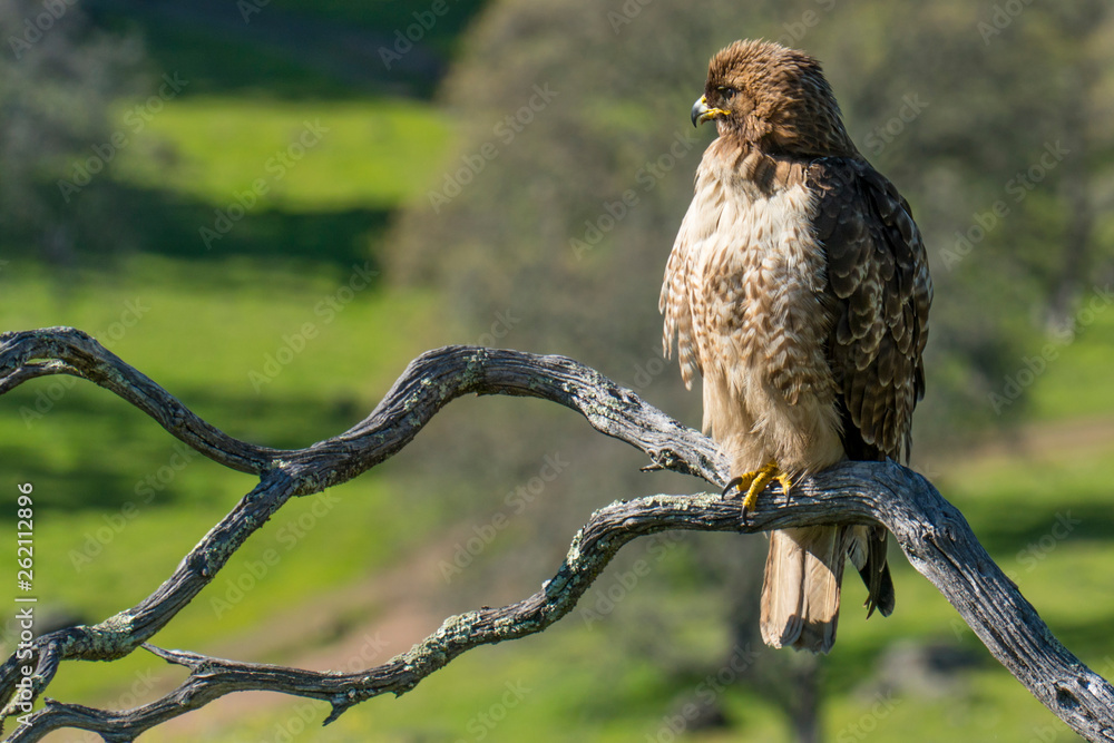 Red tailed hawk sitting on a dead tree branch, Northern California ...
