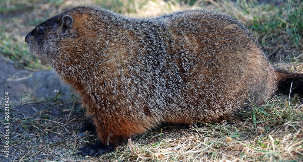 The Quebec Marmot is rather larger than a Rabbit. Its ears are short ...