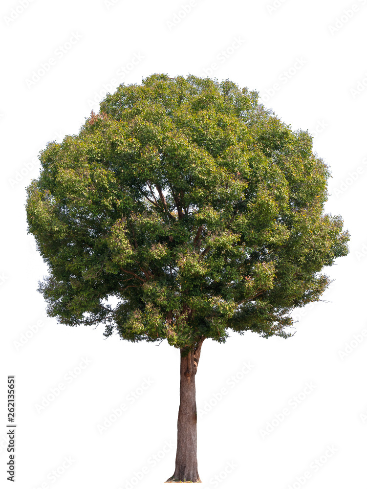 Trees isolated on white background with clipping paths for garden ...