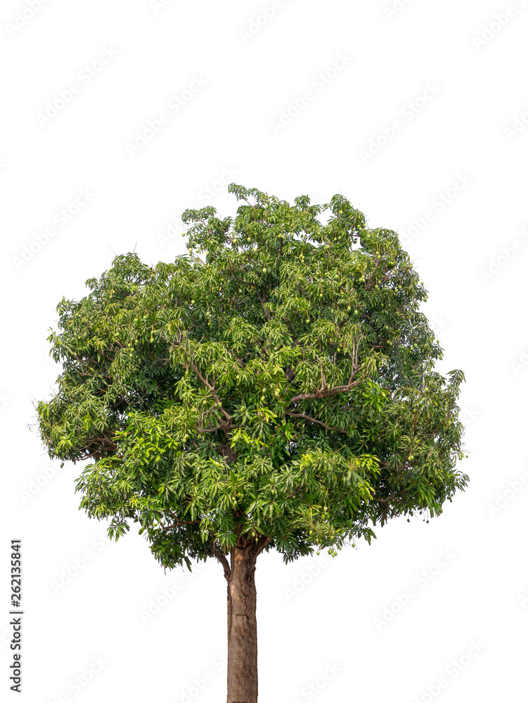 Mango tree isolated on white background with clipping paths for garden ...