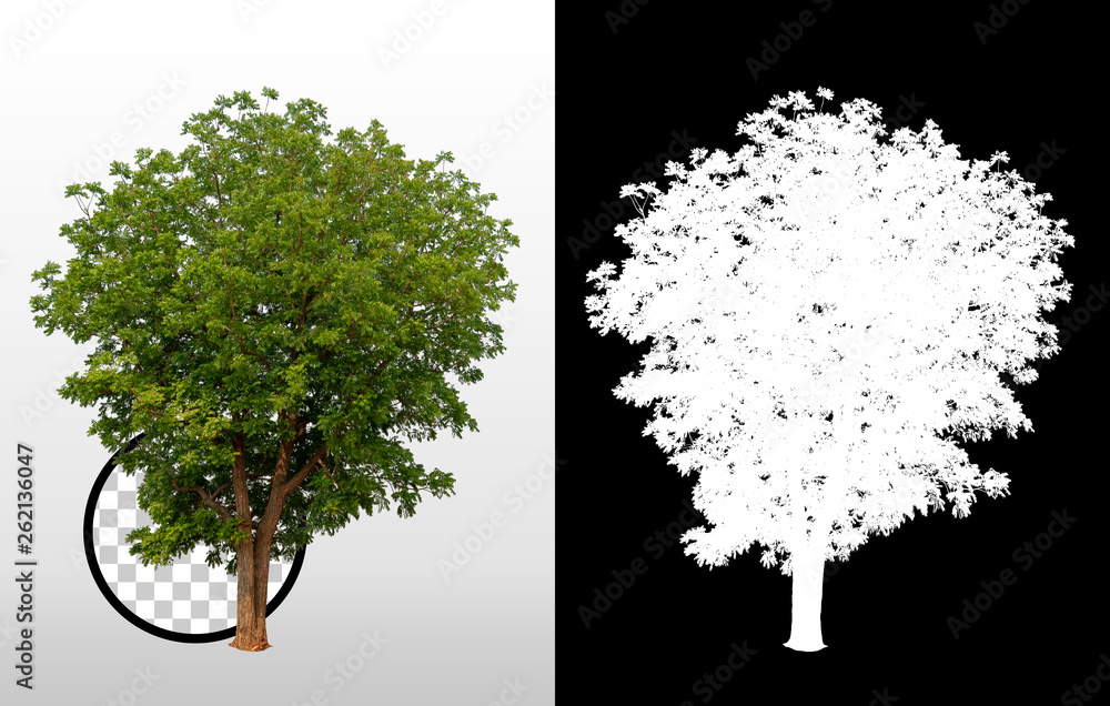 Trees on transparent background with clipping path and alpha channel on ...