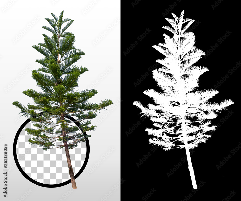 Foto de Fir tree on transparent background with clipping path and alpha ...