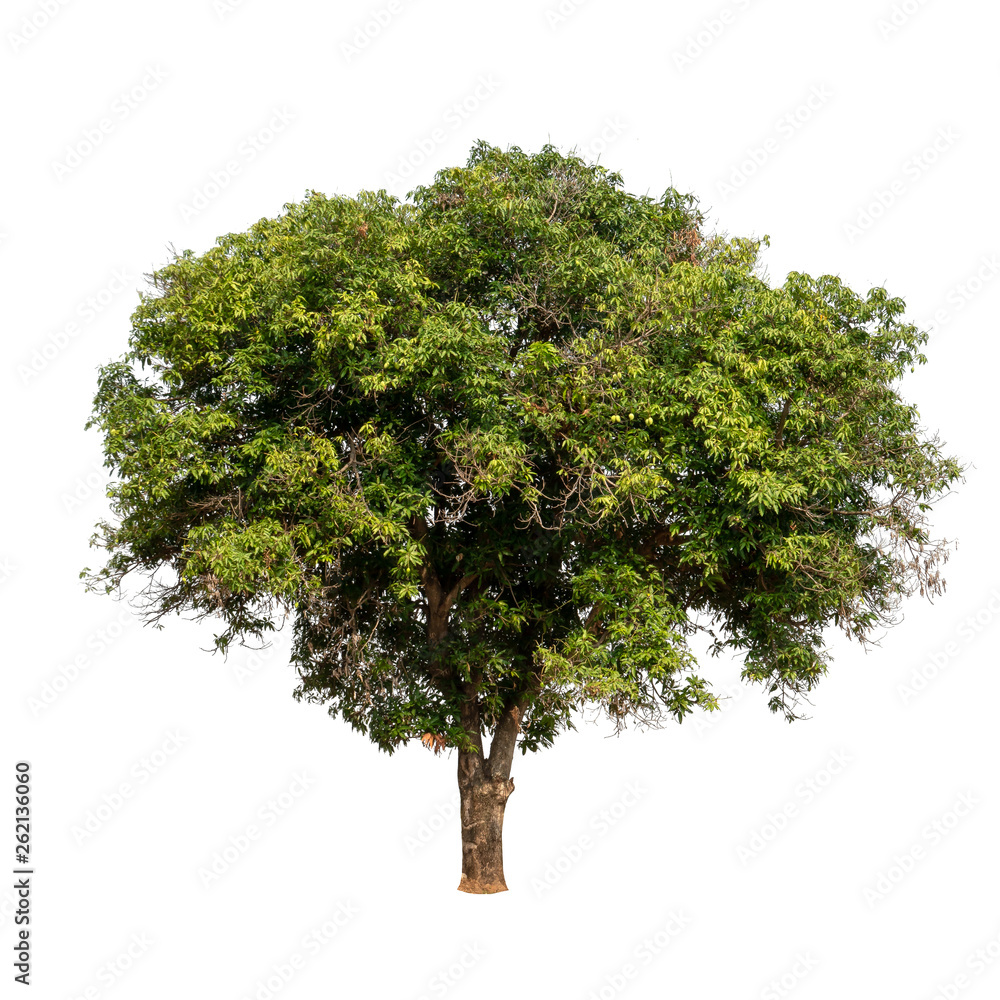 Mango tree isolated on white background with clipping paths for garden ...