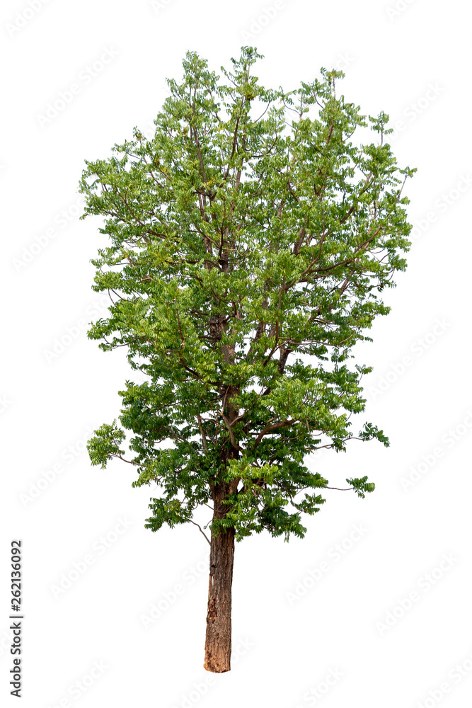 Trees isolated on white background with clipping paths for garden ...