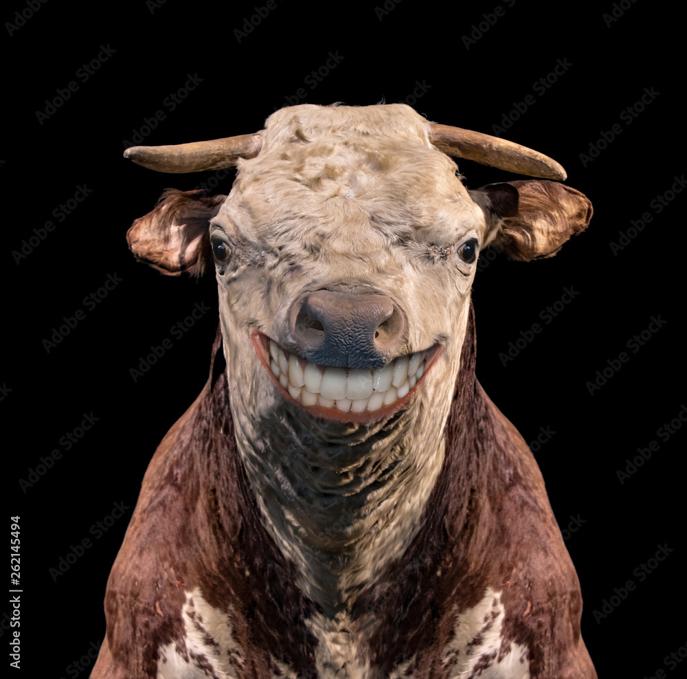Portrait of a smiling cow with teeth on black background. Head of the ...