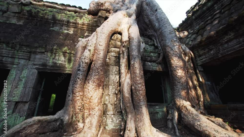 Huge banyan tree roots on the Ta Prohm temple. Cambodia. Atmospheric ...