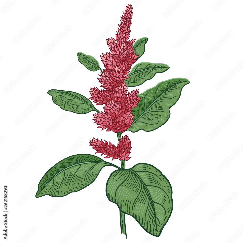 Poster Medical plant amaranth. Color Vector illustration. – Muurposter ...