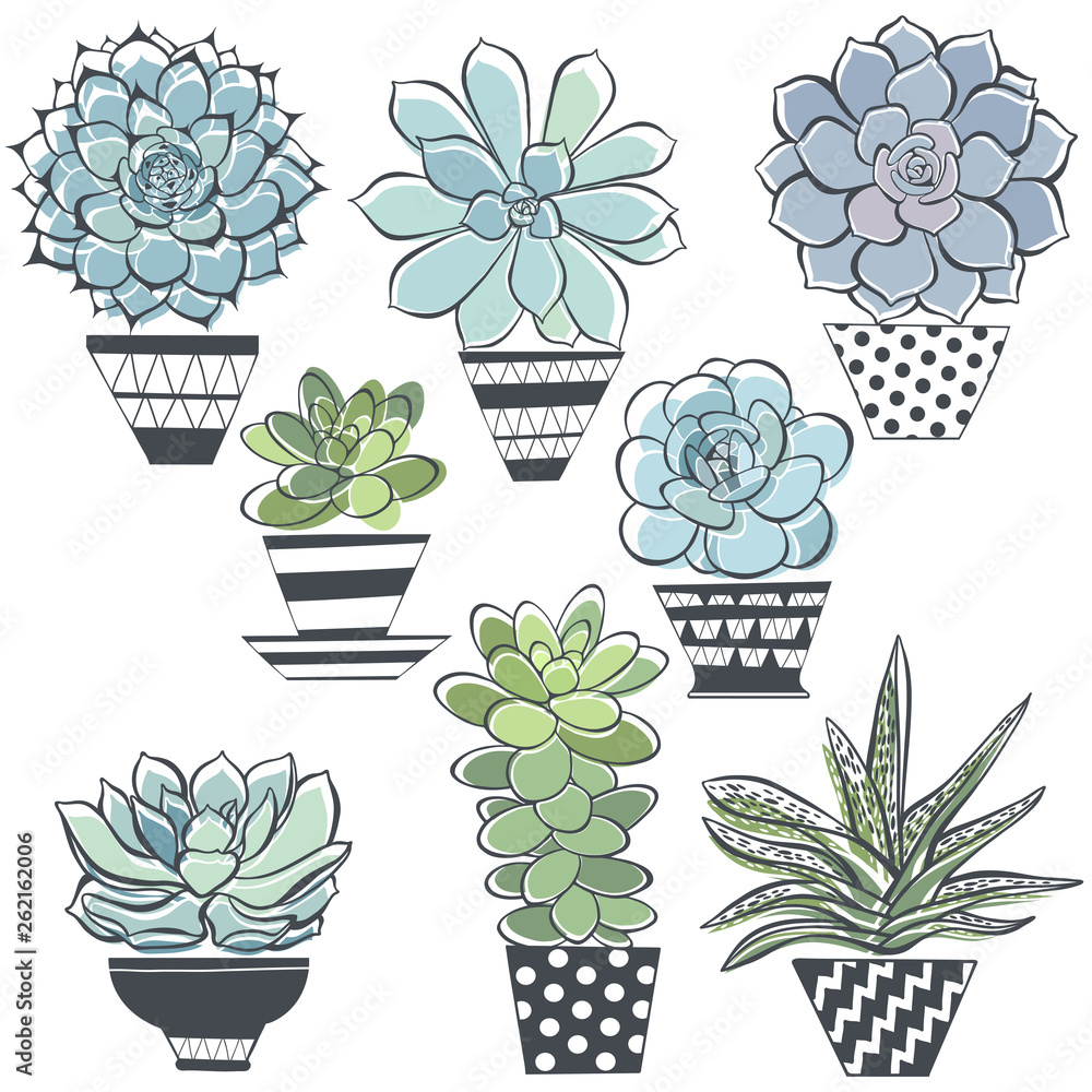 Graphic set with succulents in pots, isolated on white background. Hand ...