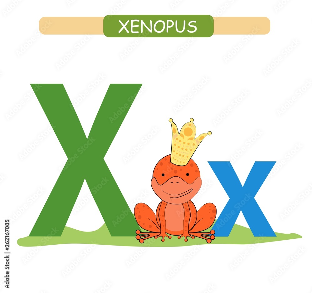 Letter X and funny cartoon xenopus. Animals alphabet a-z. Cute zoo ...