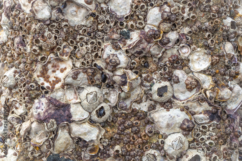 Mussels and clams with barnacles clinging to a rock at low tide - Image ...