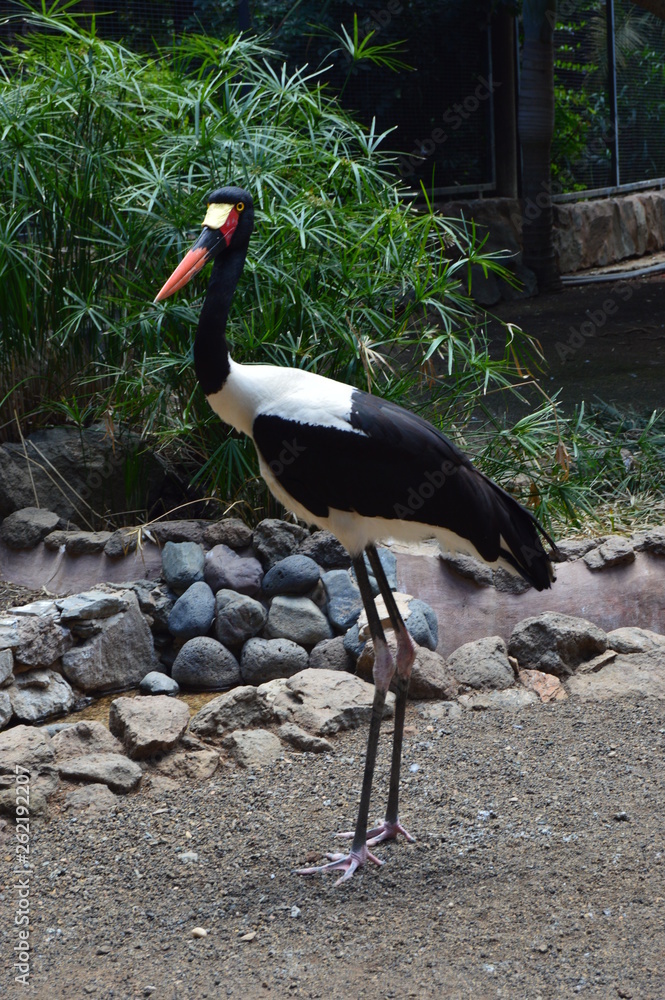 Aves africanas Stock Photo | Adobe Stock